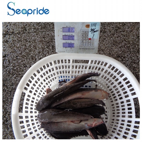 Frozen catfish