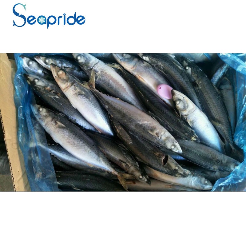 Pacific mackerel whole round