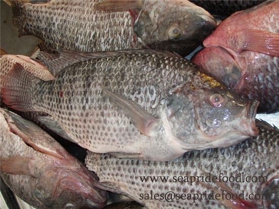 GS TILAPIA