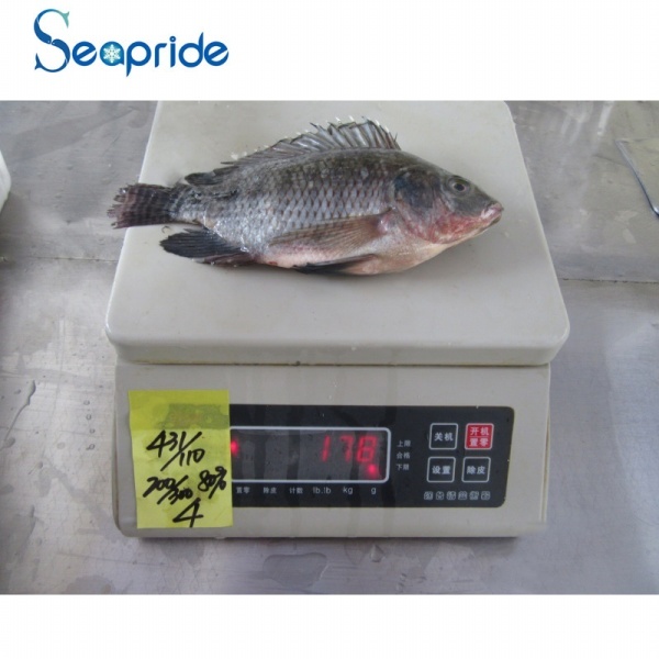 Tilapia Whole Round