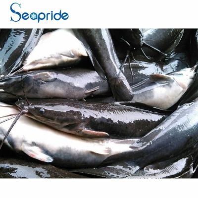 Whole round frozen catfish